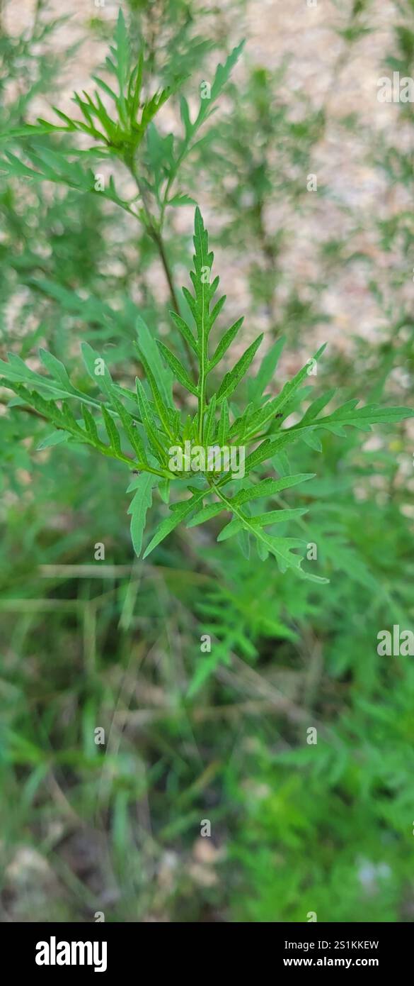 common ragweed (Ambrosia artemisiifolia Stock Photo - Alamy