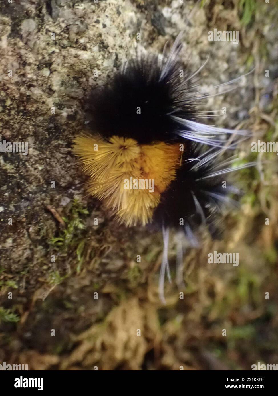 Spotted Tussock Moth (Lophocampa maculata Stock Photo - Alamy