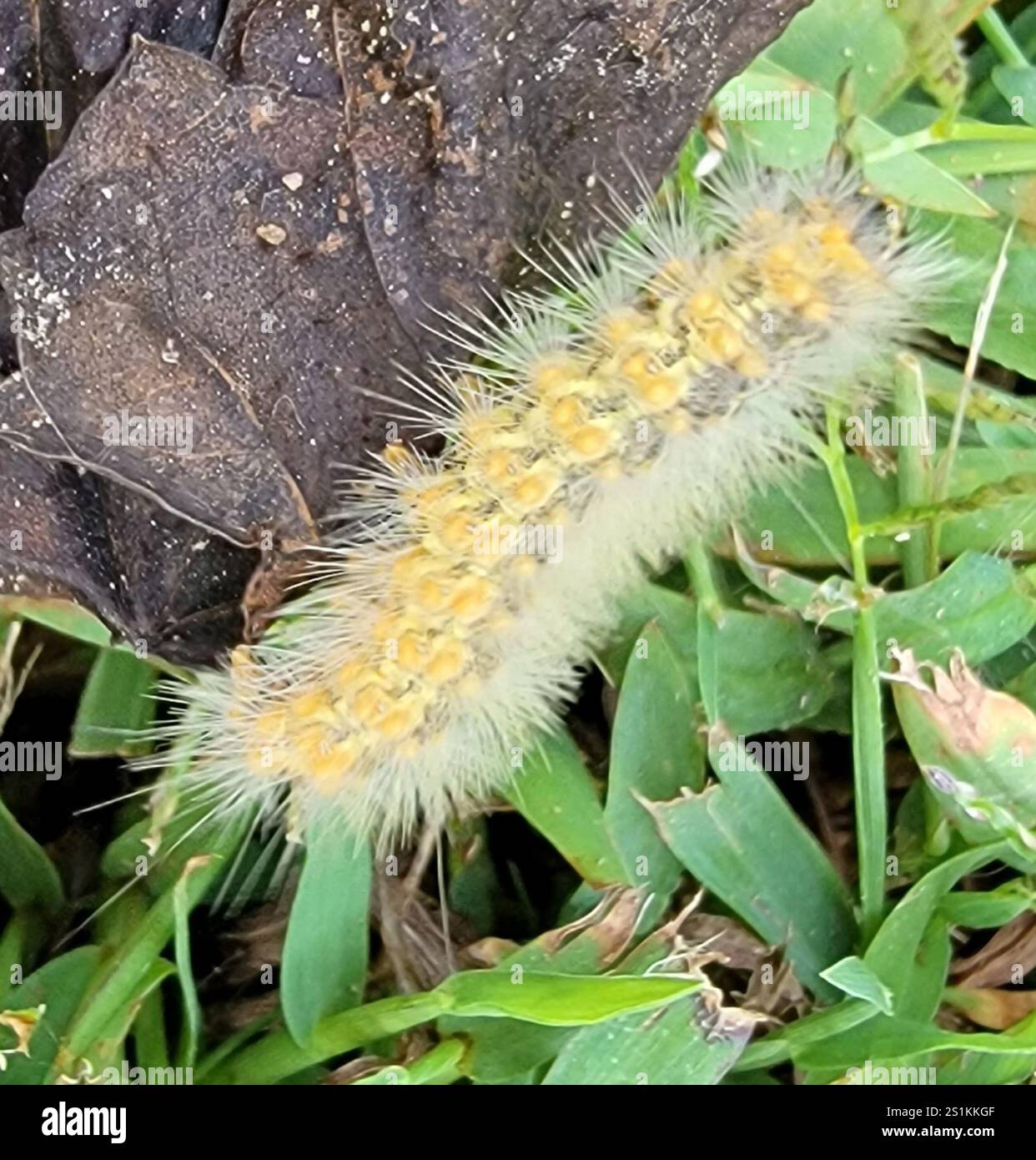 Salt Marsh Moth (Estigmene acrea Stock Photo - Alamy