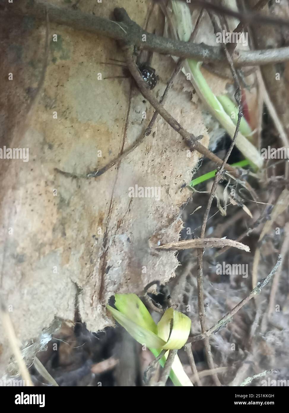 Black Cobweb Spider (Steatoda capensis Stock Photo - Alamy