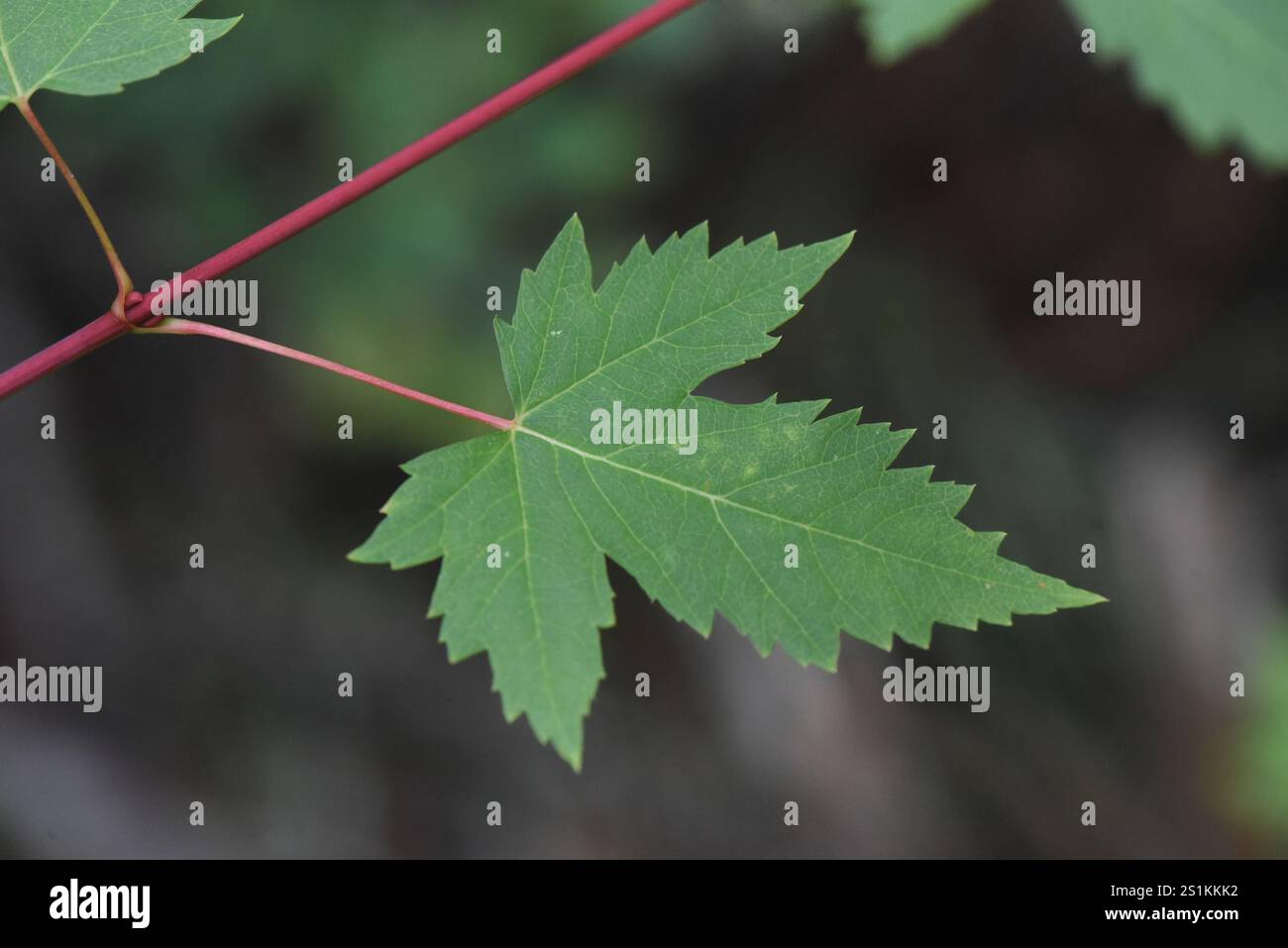 Rocky Mountain maple (Acer glabrum Stock Photo - Alamy