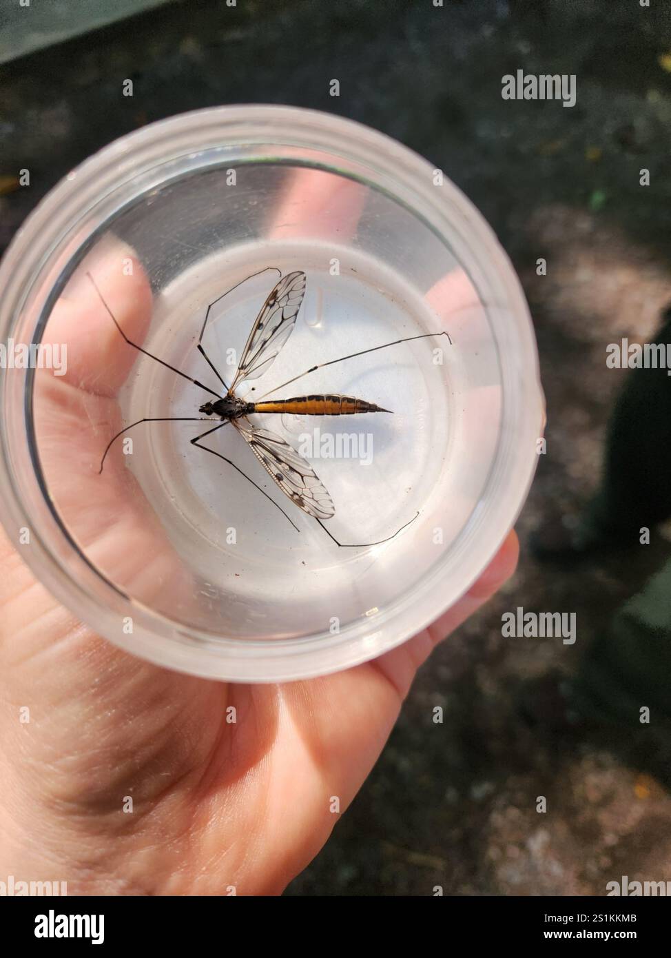 Giant Crane Fly (Tipula abdominalis Stock Photo - Alamy