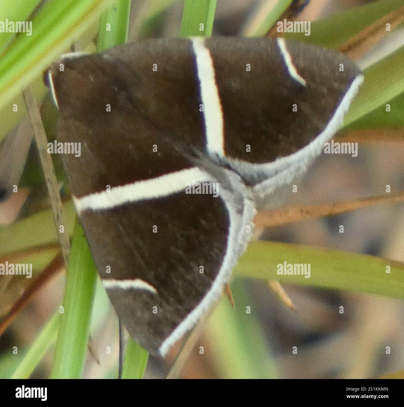 Short-lined Chocolate (Argyrostrotis anilis Stock Photo - Alamy
