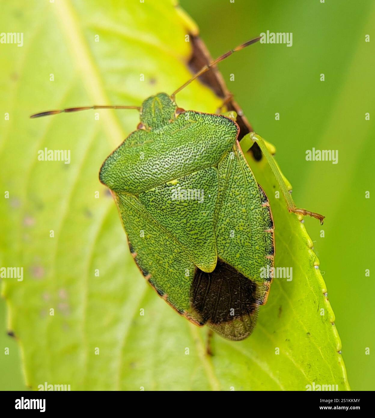 Green Shield Bug (Palomena prasina Stock Photo - Alamy