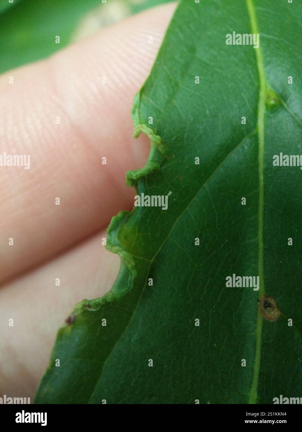 Tupelo leaf edge gall mite (Aceria dina Stock Photo - Alamy