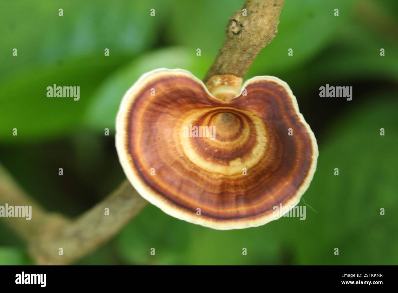 yellow stemmed micropore (Microporus xanthopus Stock Photo - Alamy