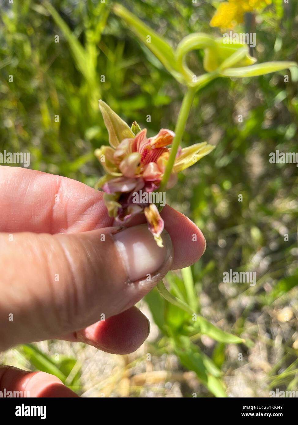 Stream Orchid (Epipactis gigantea Stock Photo - Alamy