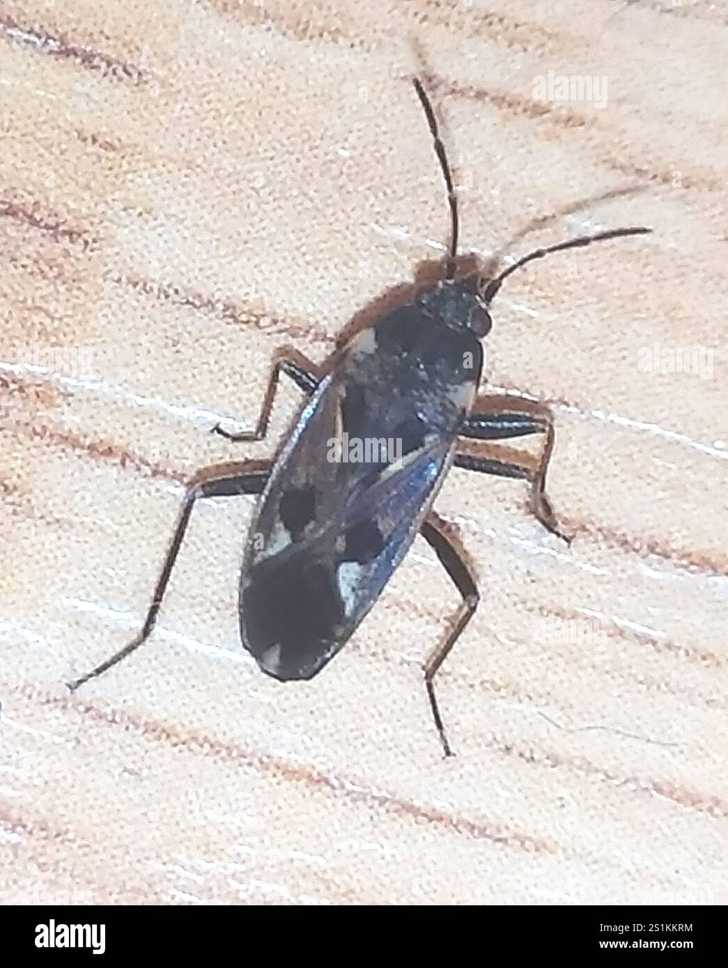 bright-spotted groundbug (Rhyparochromus vulgaris Stock Photo - Alamy