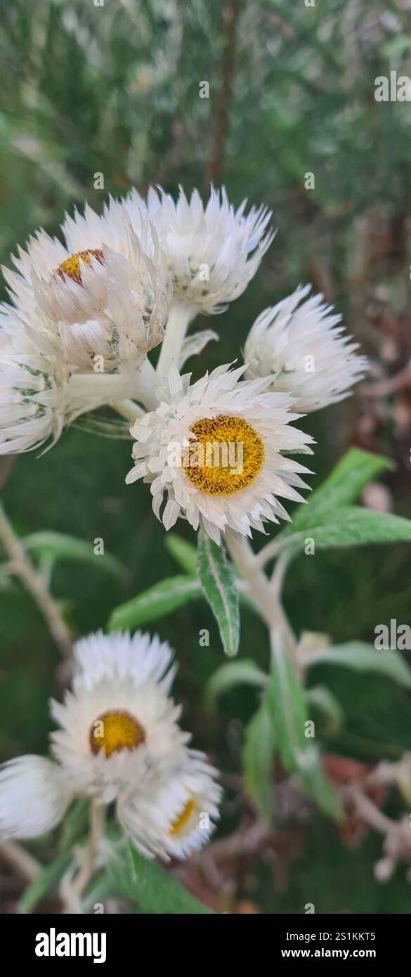 white paper daisy (Coronidium elatum Stock Photo - Alamy