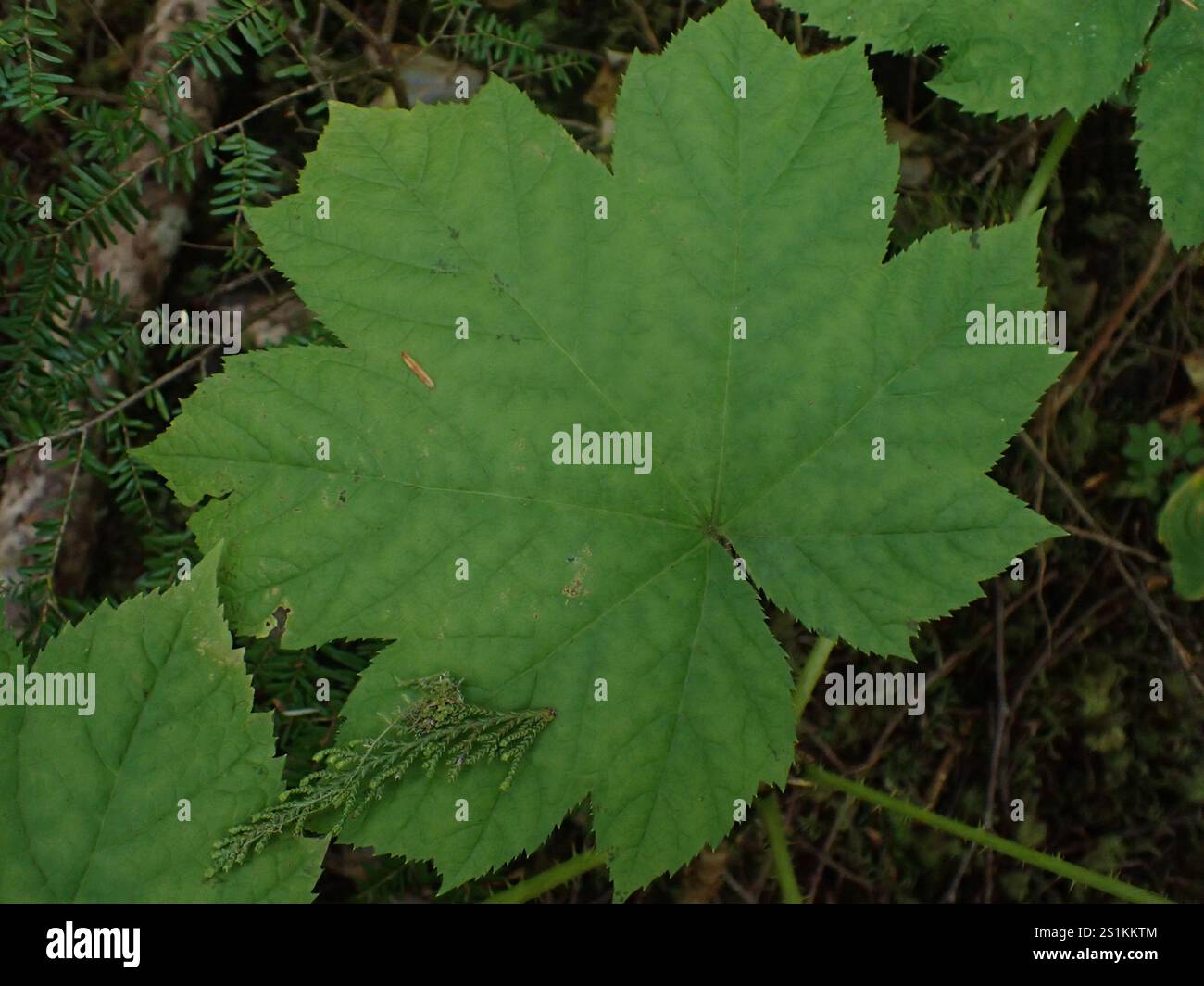 Devil's Club (Oplopanax horridus Stock Photo - Alamy