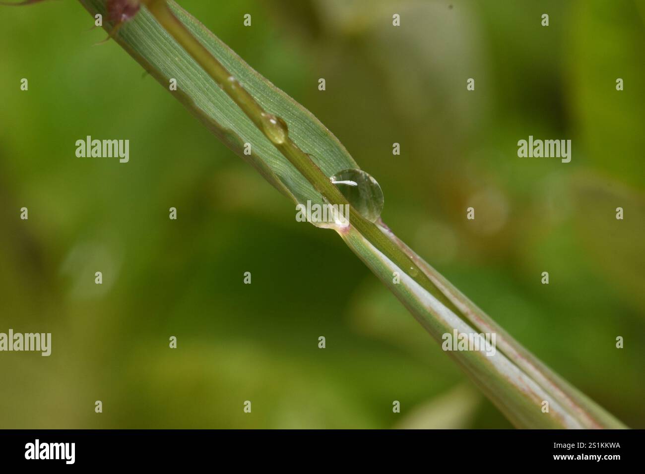 Alpine Timothy (Phleum alpinum Stock Photo - Alamy