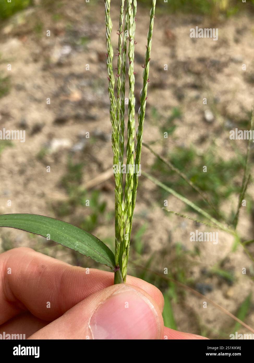 Hairy Crabgrass (Digitaria sanguinalis Stock Photo - Alamy