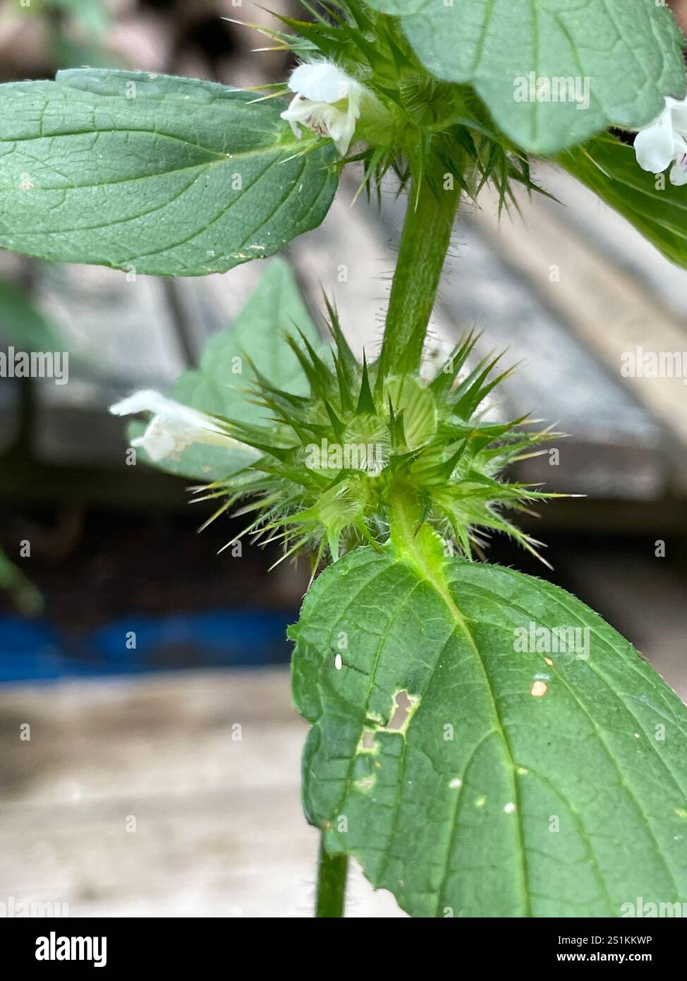 Common hemp-nettle (Galeopsis tetrahit Stock Photo - Alamy
