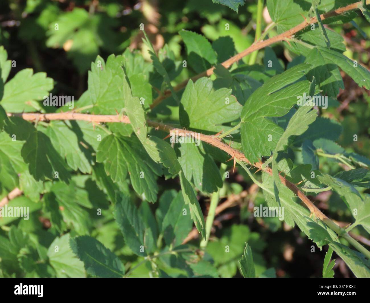 Canadian gooseberry (Ribes oxyacanthoides Stock Photo - Alamy