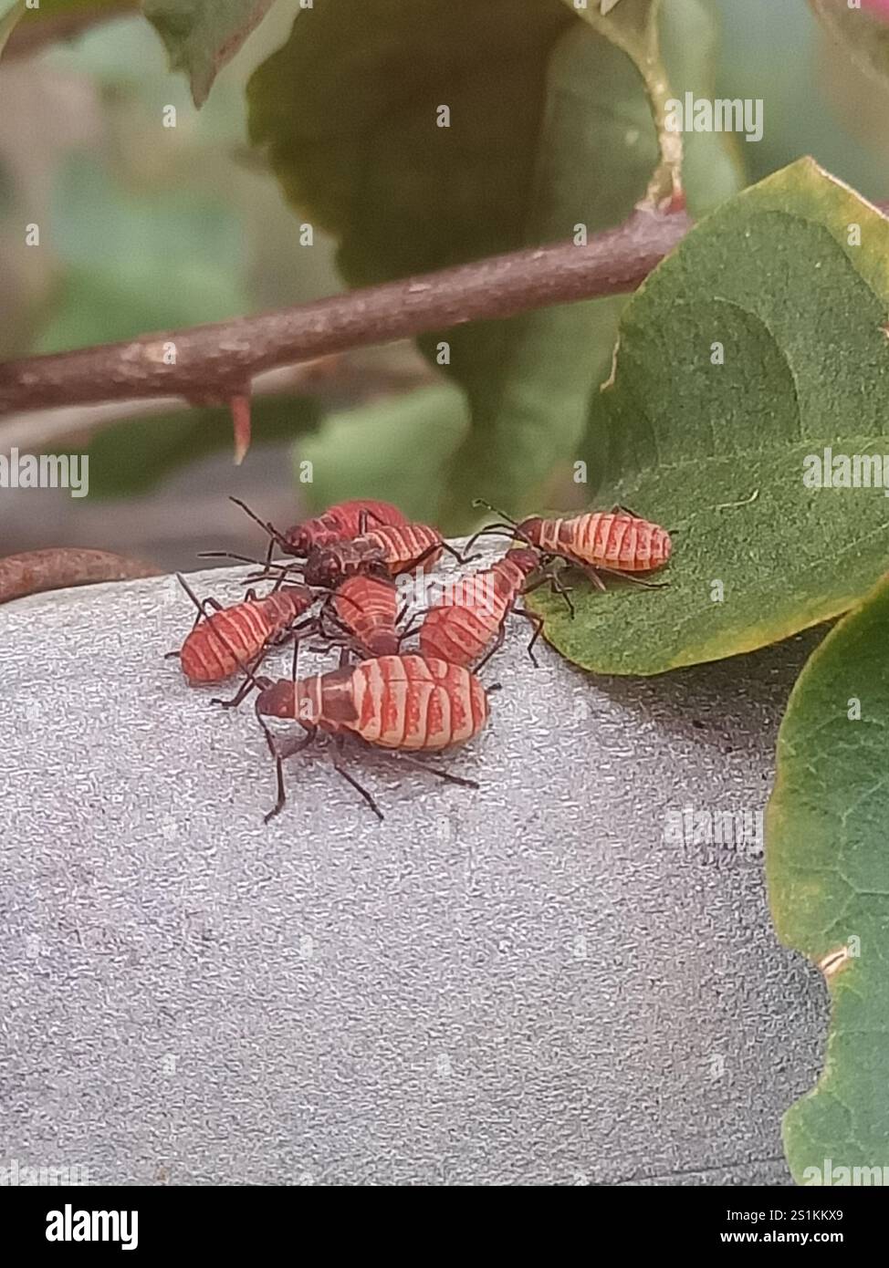 Old World Soapberry Bugs (Leptocoris Stock Photo - Alamy