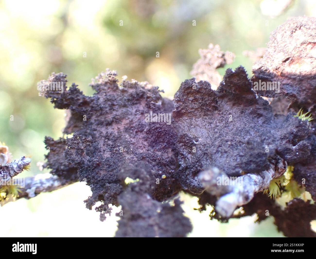 Moon Lichens (Sticta Stock Photo - Alamy