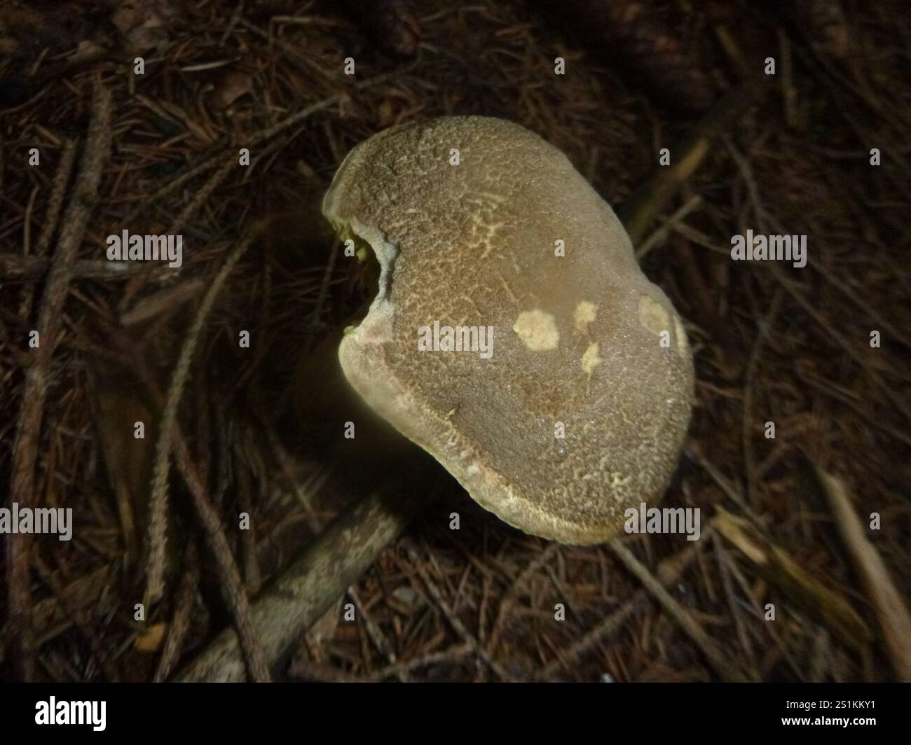 Red-cracking Bolete (Xerocomellus chrysenteron Stock Photo - Alamy