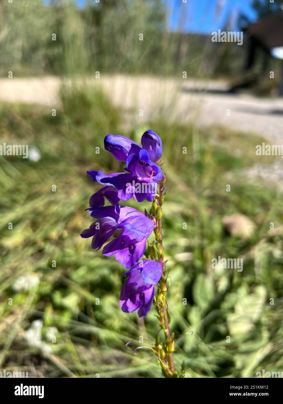 Rocky Mountain beardtongue (Penstemon strictus Stock Photo - Alamy