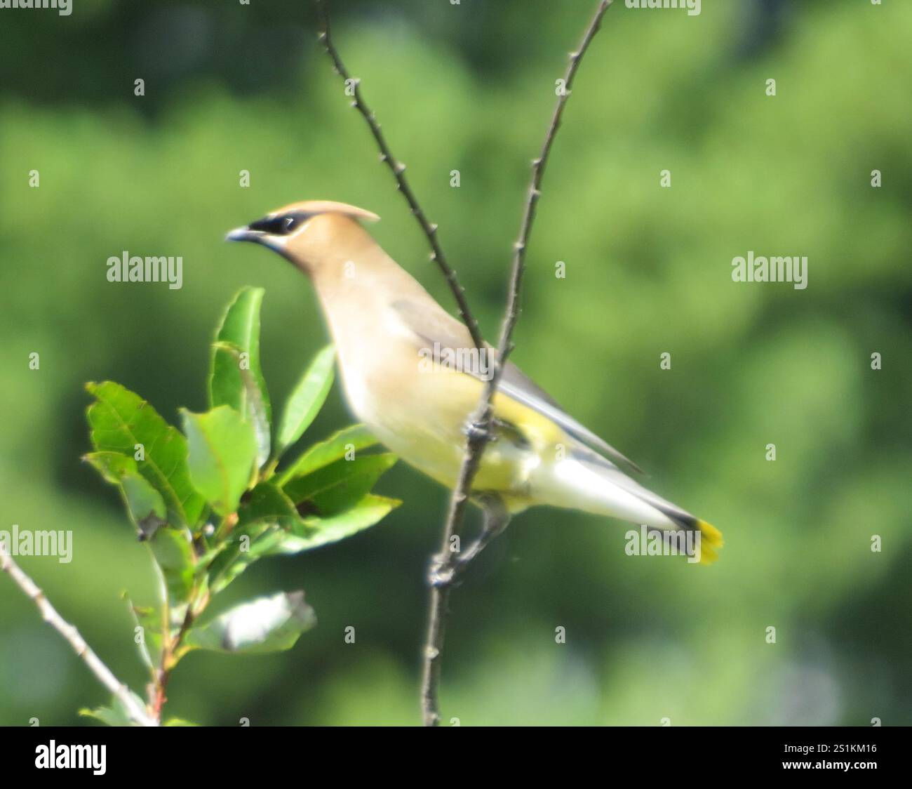 Cedar Waxwing (Bombycilla cedrorum Stock Photo - Alamy