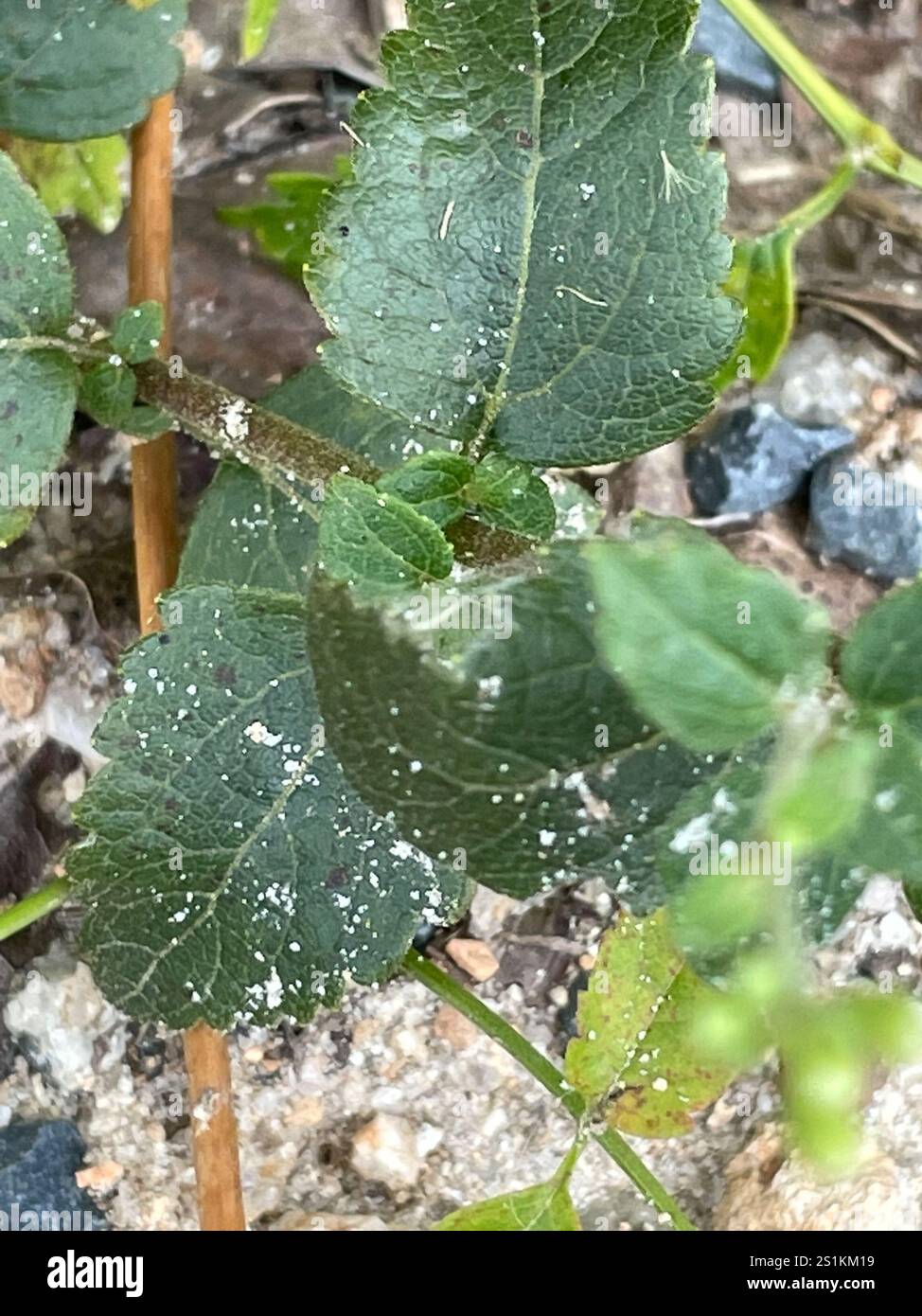 smaller white snakeroot (Ageratina aromatica Stock Photo - Alamy