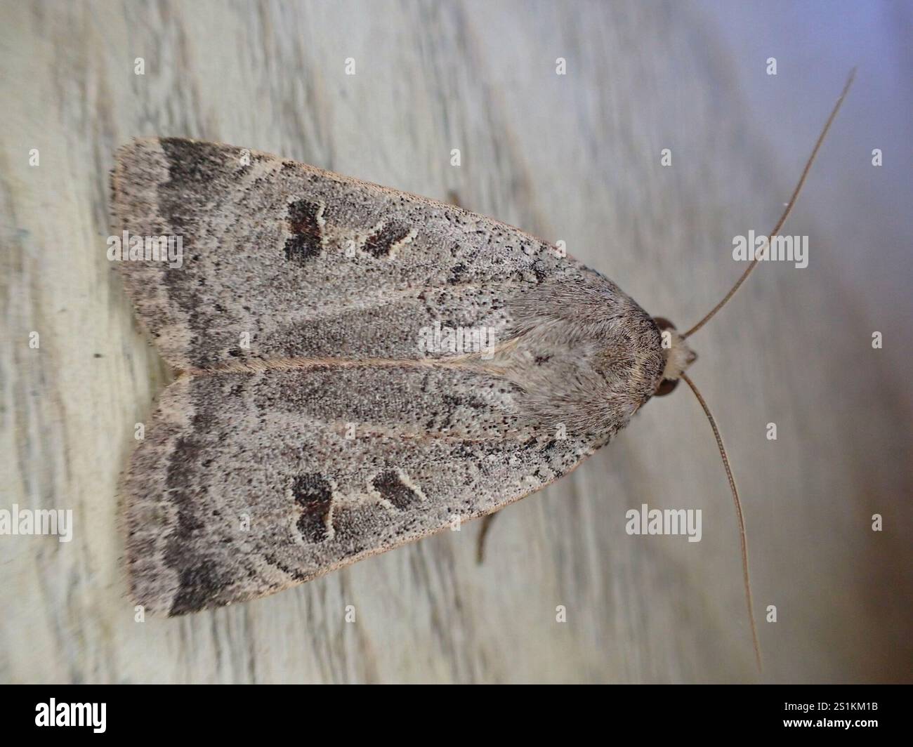 Lesser Yellow Underwing (Noctua comes Stock Photo - Alamy