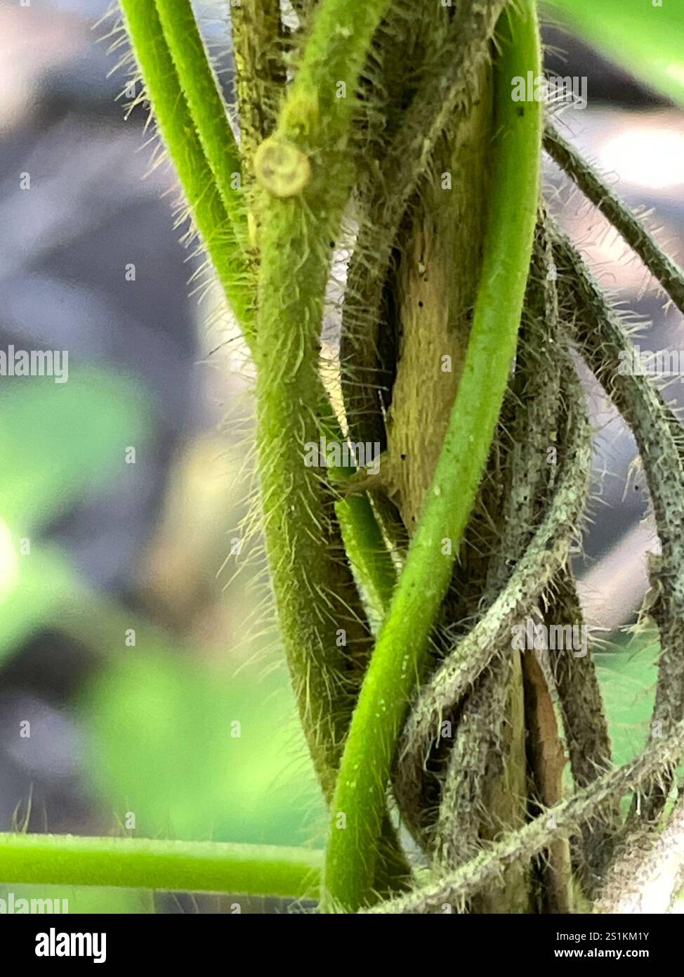 Pearl Milkweed (Matelea reticulata Stock Photo - Alamy
