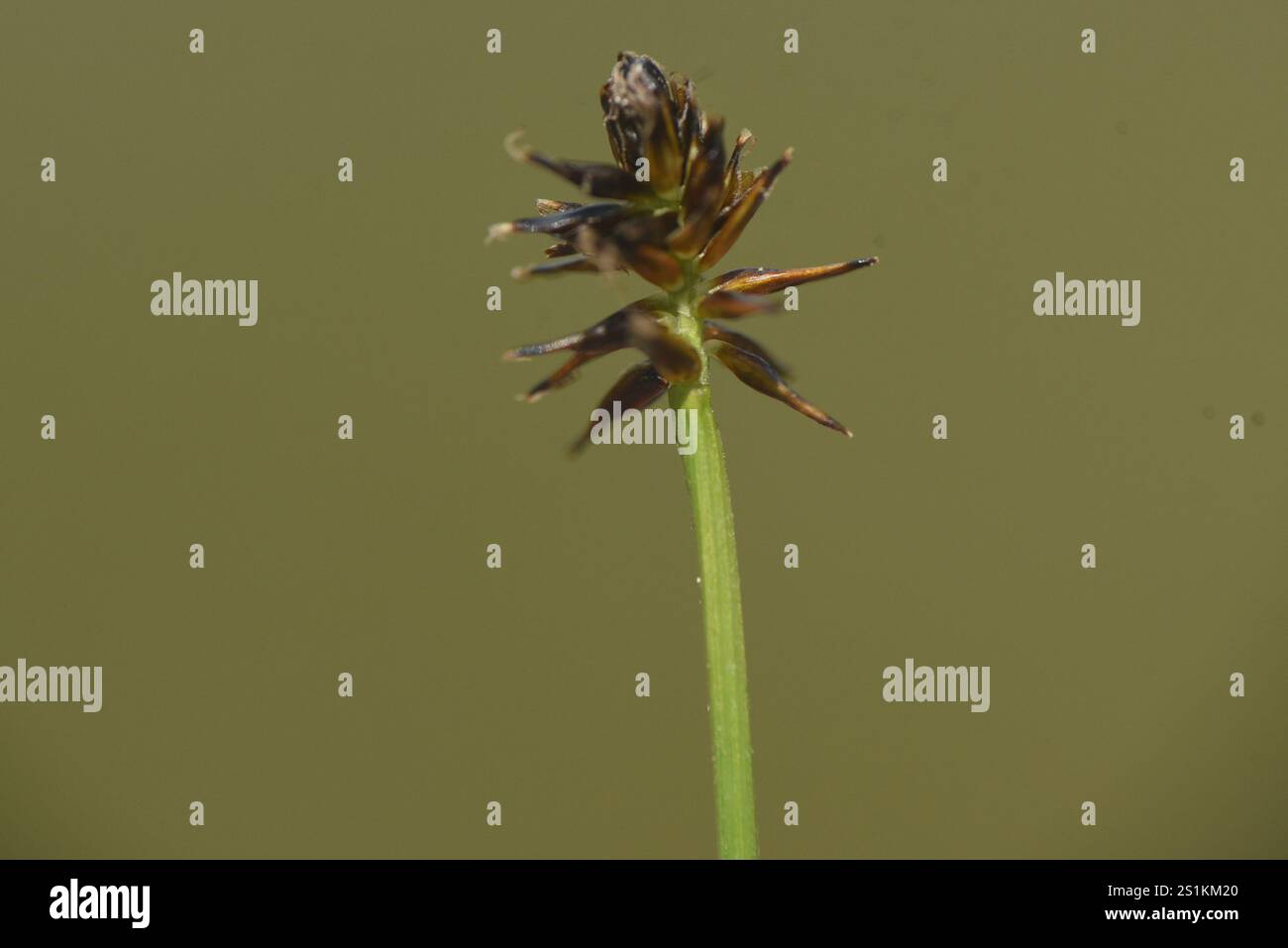 black alpine sedge (Carex nigricans Stock Photo - Alamy
