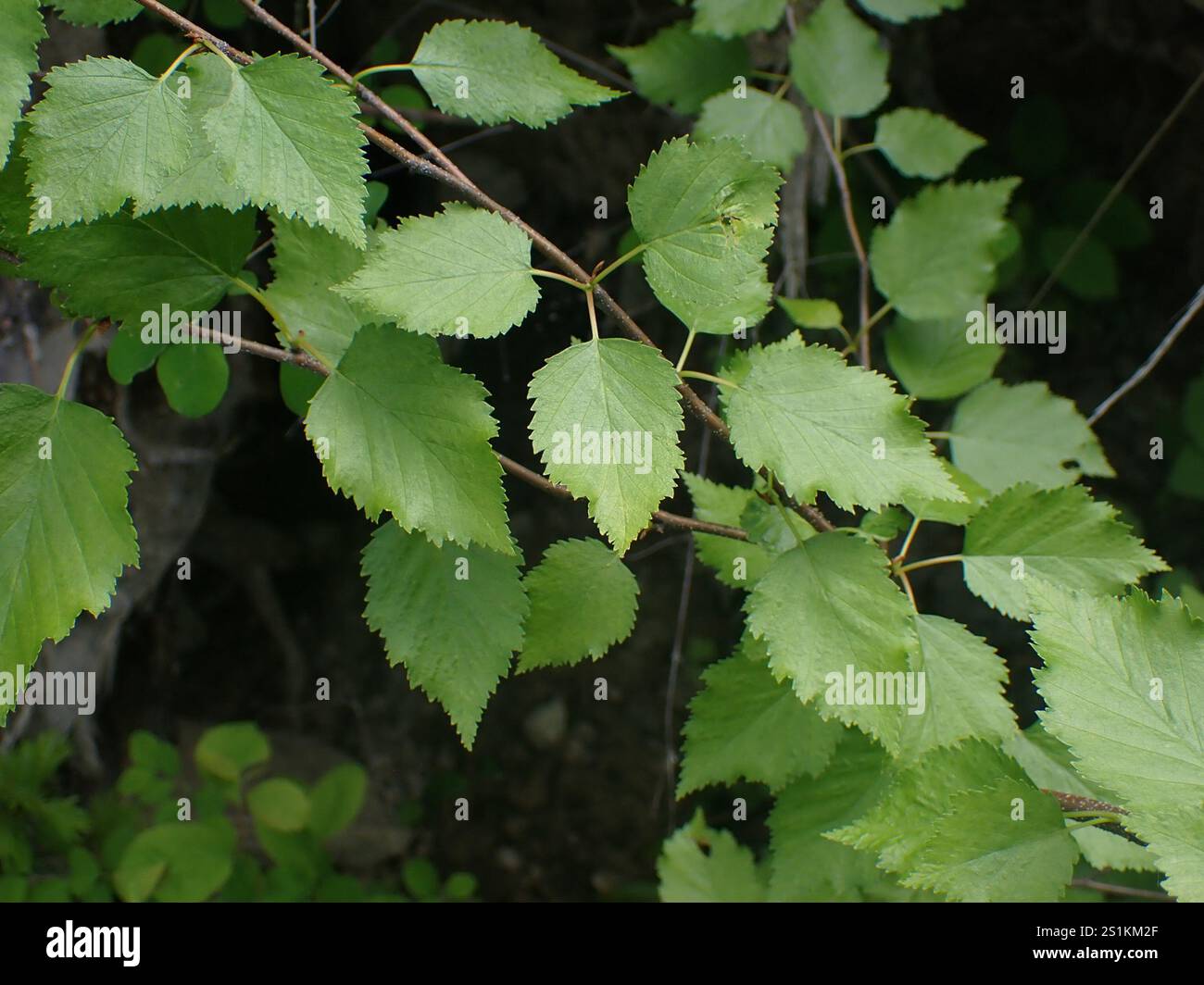 water birch (Betula occidentalis Stock Photo - Alamy
