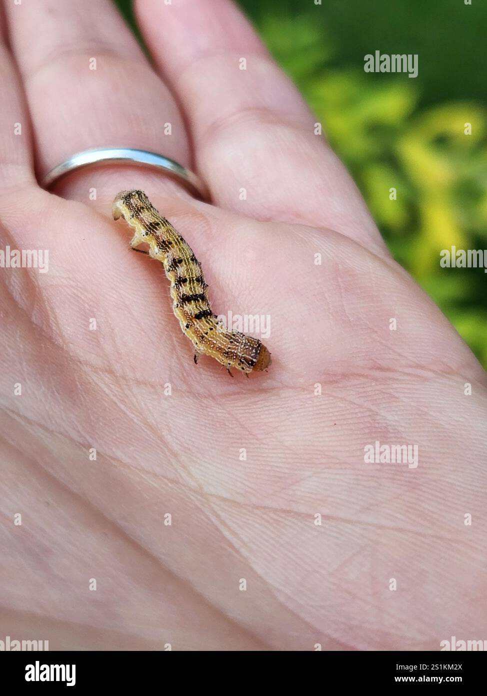 Tobacco Budworm Moth (Chloridea virescens Stock Photo - Alamy