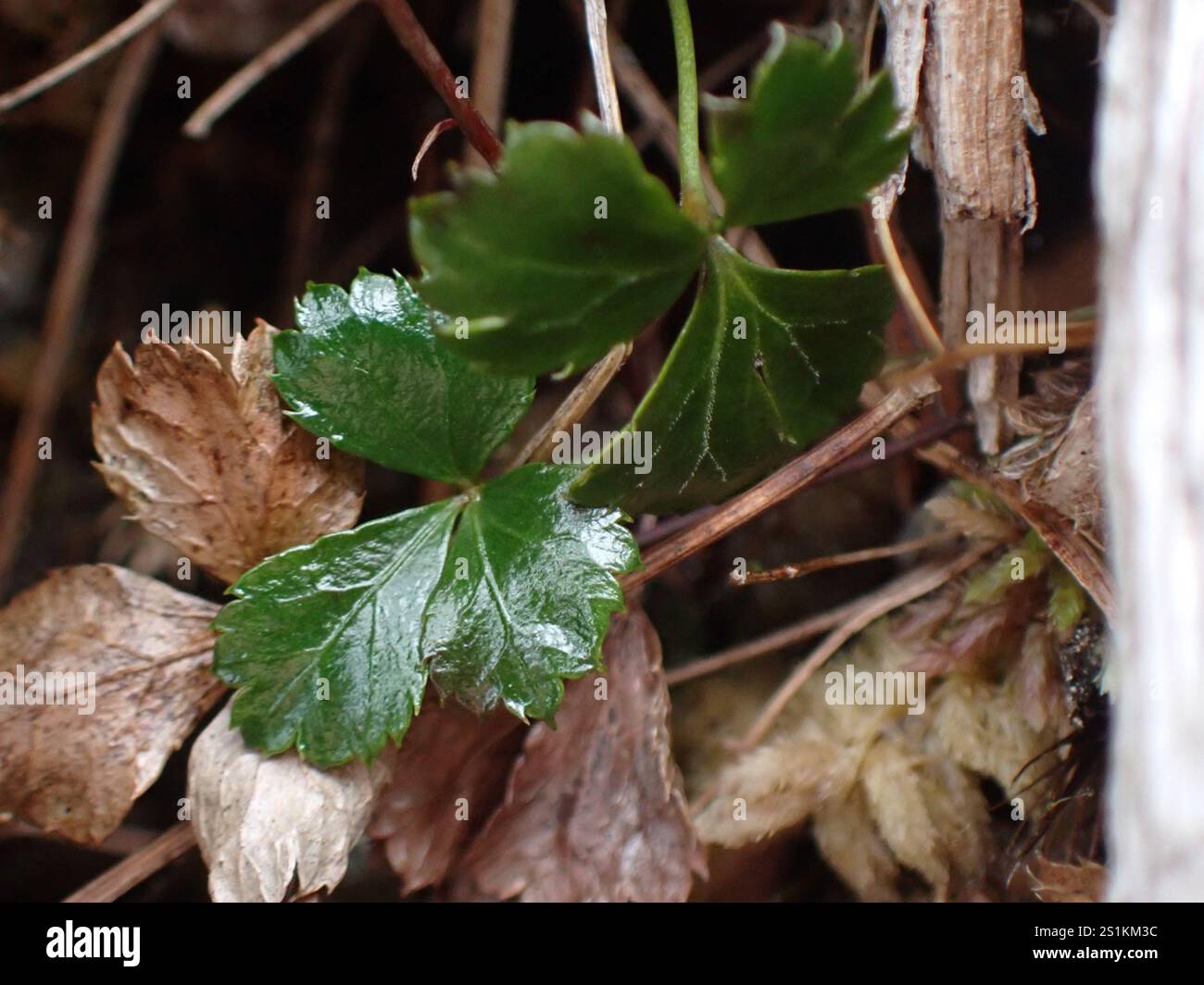 threeleaf goldthread (Coptis trifolia Stock Photo - Alamy