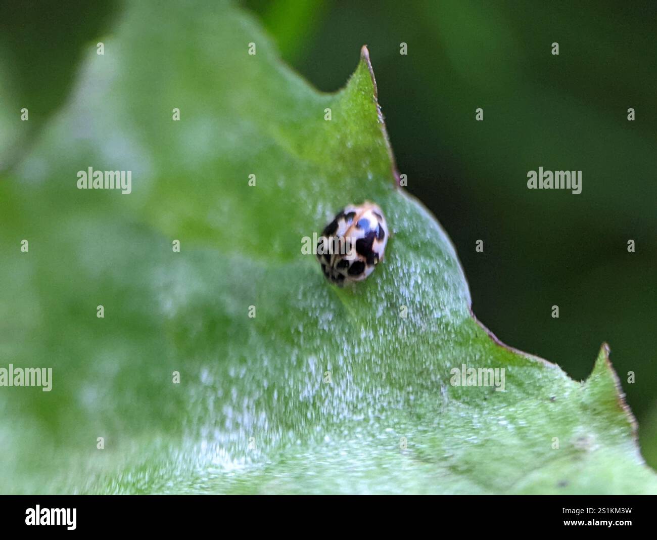 Twenty-spotted Lady Beetle (Psyllobora vigintimaculata Stock Photo - Alamy