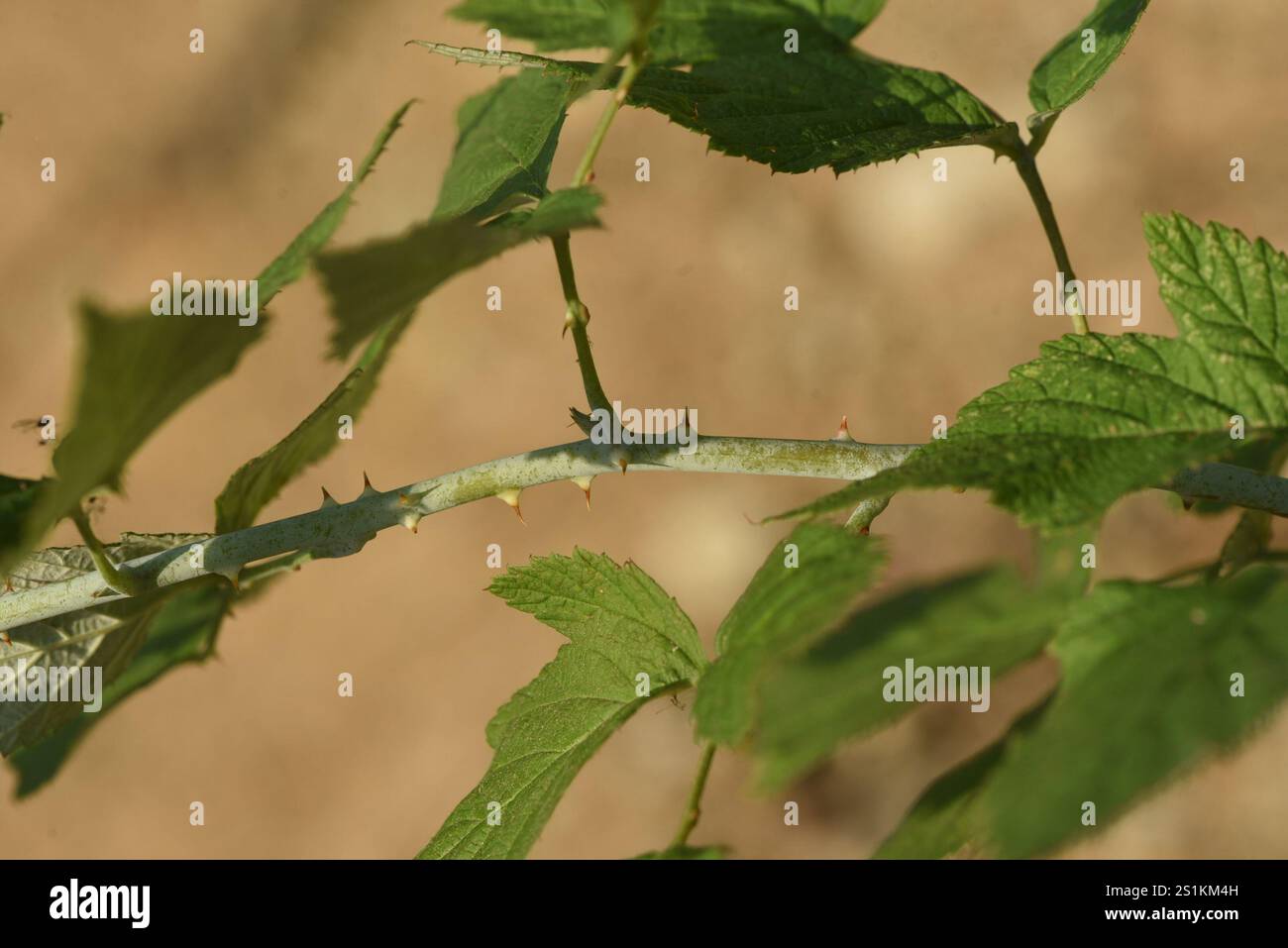 whitebark raspberry (Rubus leucodermis Stock Photo - Alamy