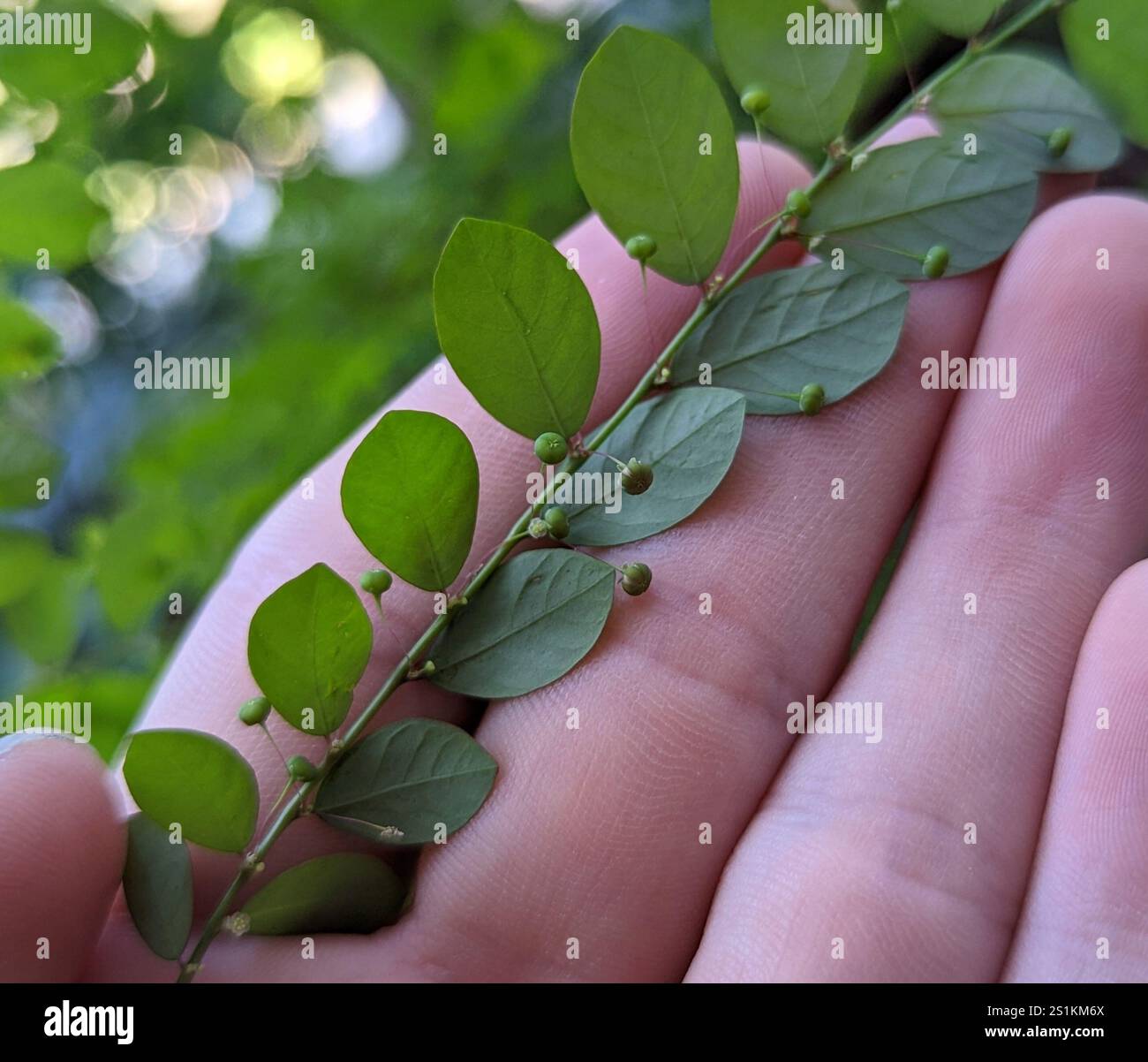 Mascarene Island leaf-flower (Phyllanthus tenellus Stock Photo - Alamy