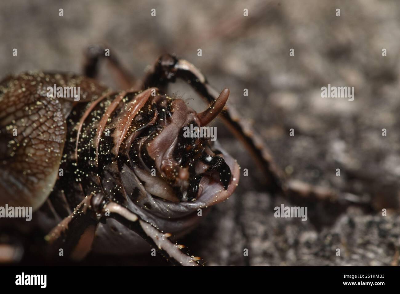 Great Grig (Cyphoderris monstrosa Stock Photo - Alamy
