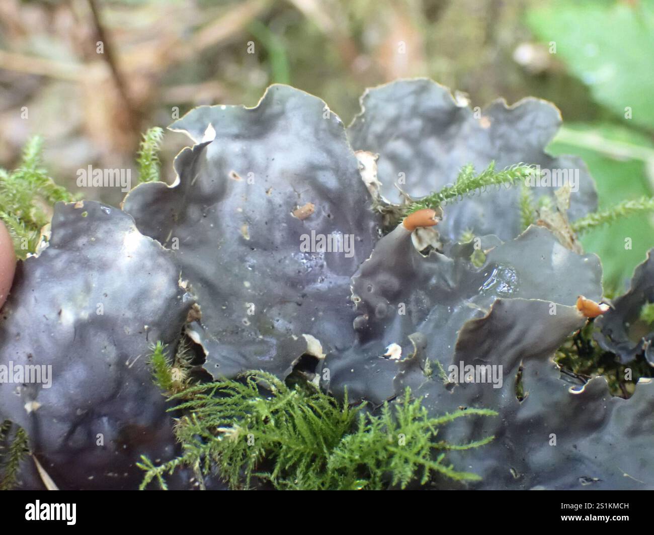 membranous pelt lichen (Peltigera membranacea Stock Photo - Alamy
