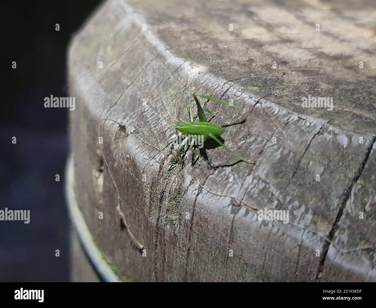 Australian Common Garden Katydid (Caedicia simplex Stock Photo - Alamy
