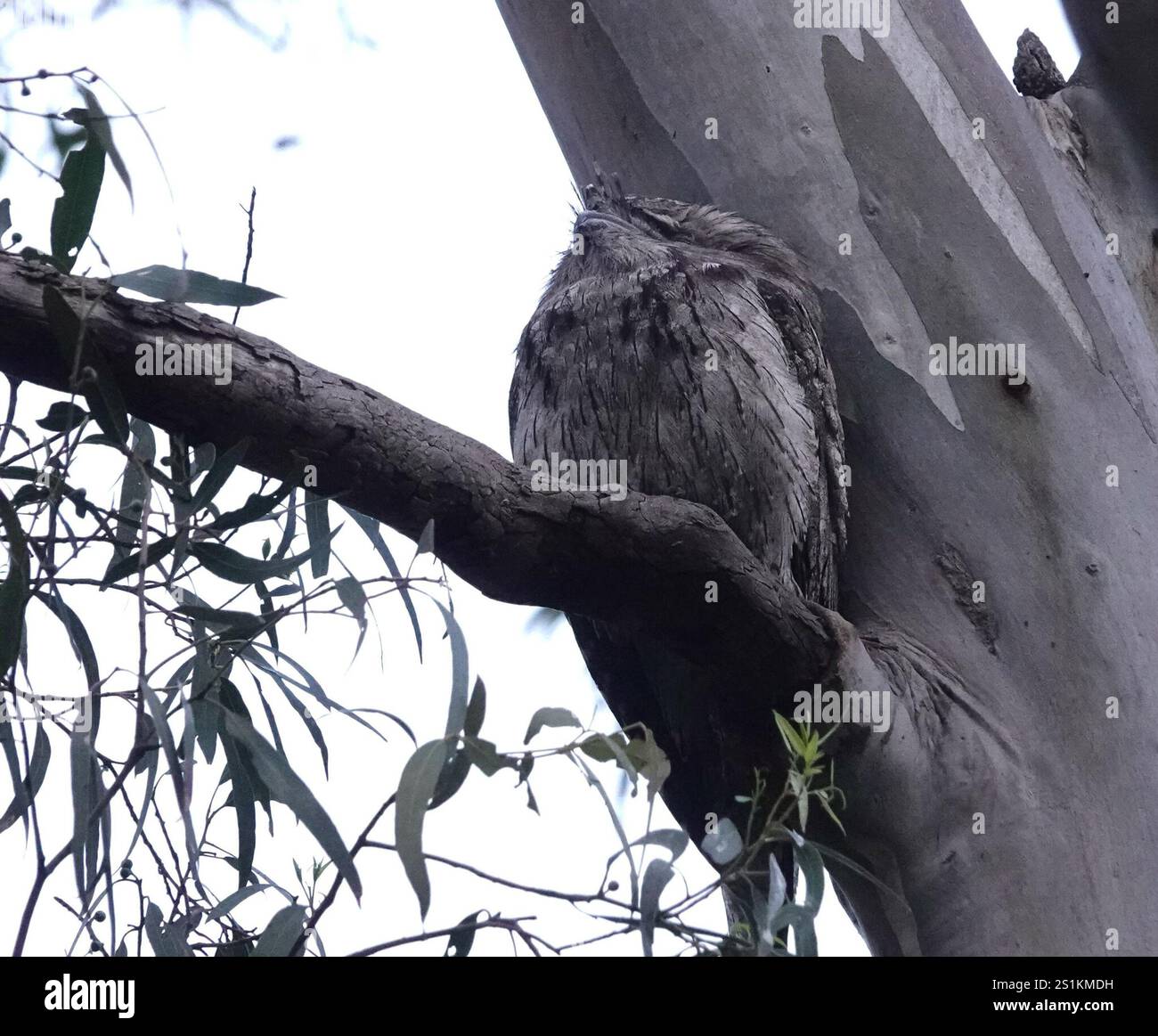 Tawny Frogmouth (Podargus strigoides Stock Photo - Alamy