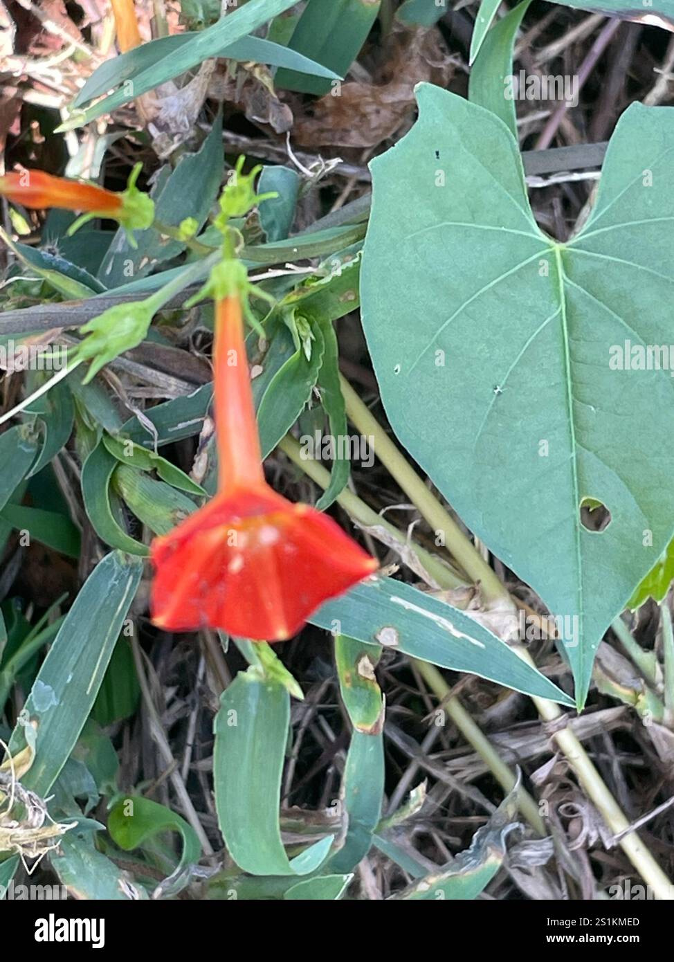 red morning glory (Ipomoea coccinea Stock Photo - Alamy