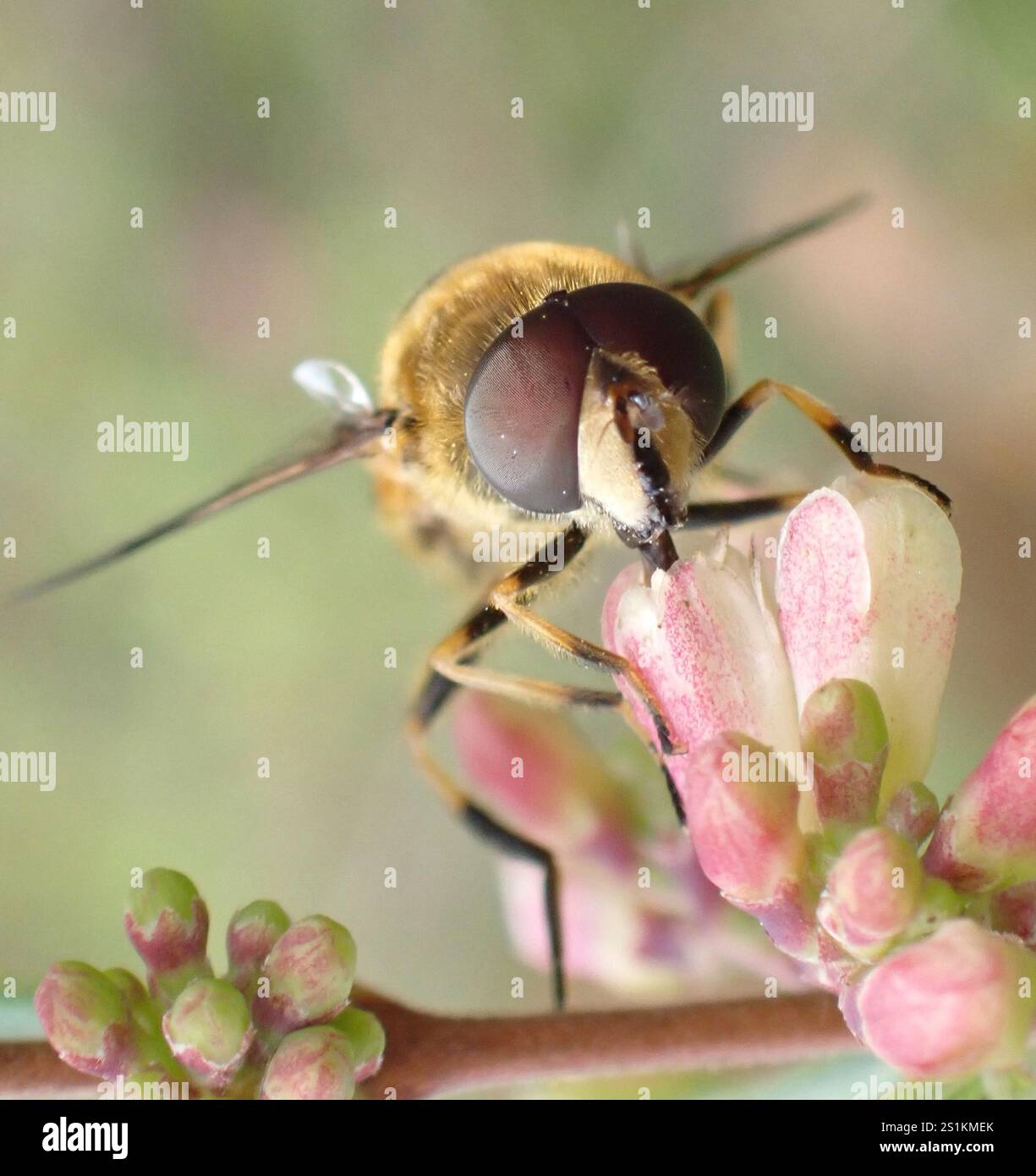 Stripe-winged Drone Fly (Eristalis horticola Stock Photo - Alamy