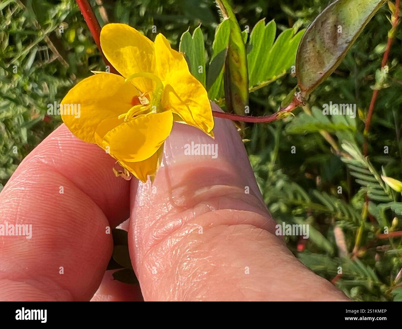 partridge pea (Chamaecrista fasciculata Stock Photo - Alamy