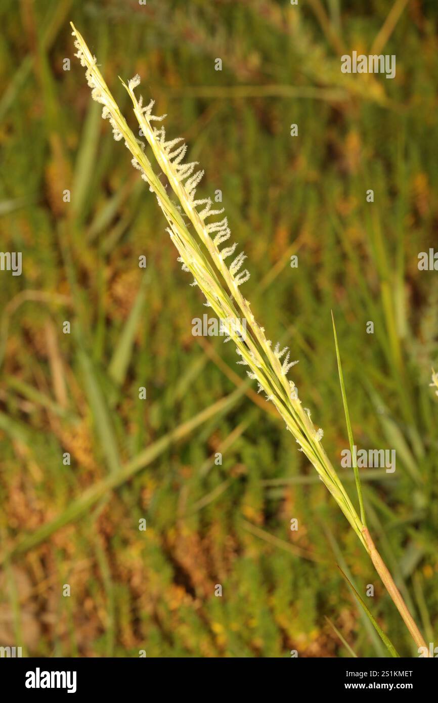 common cordgrass (Sporobolus anglicus Stock Photo - Alamy