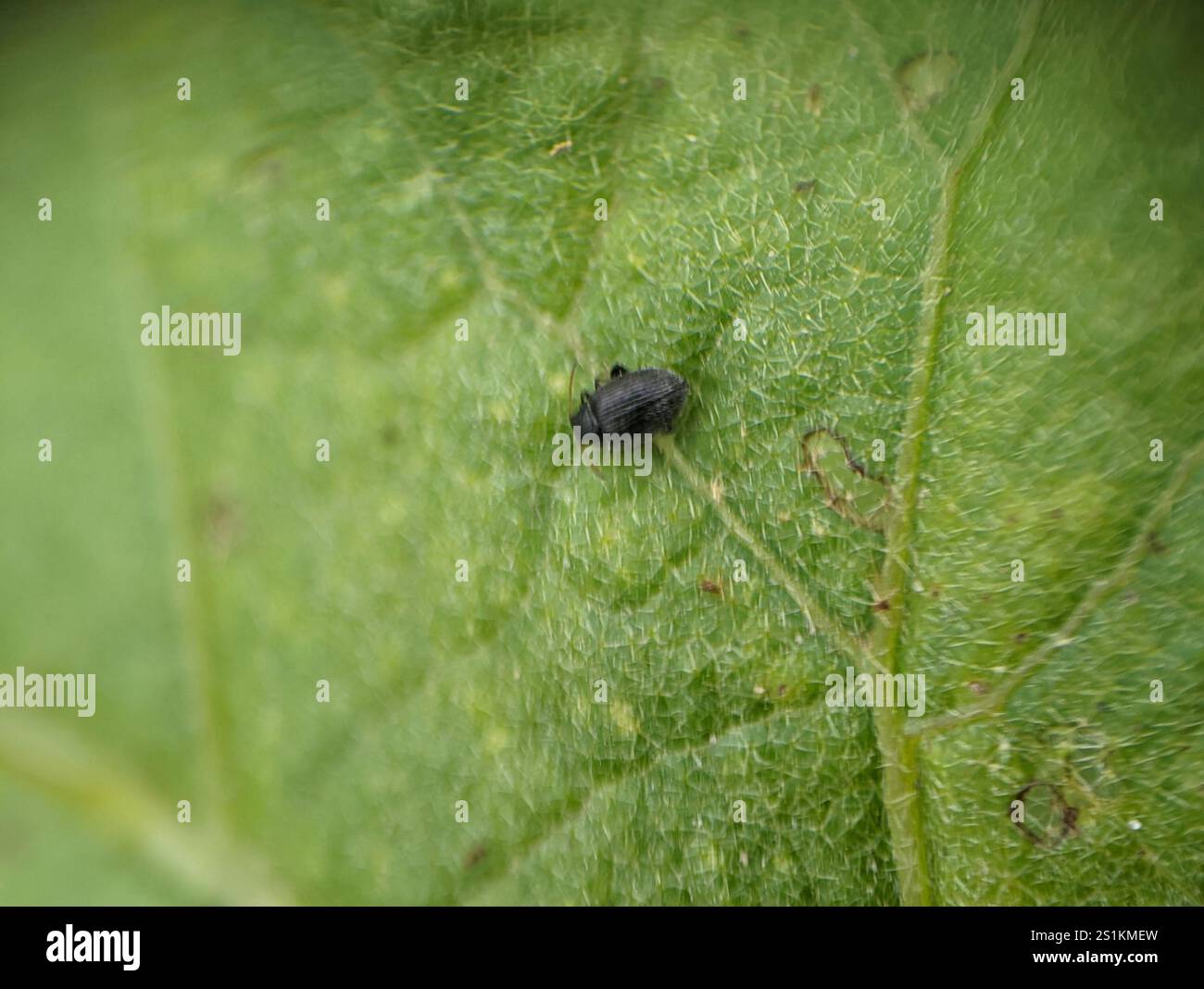 Eggplant Flea Beetle (Epitrix fuscula Stock Photo - Alamy