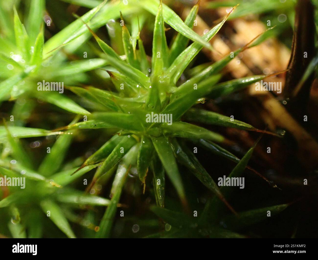 juniper haircap moss (Polytrichum juniperinum Stock Photo - Alamy