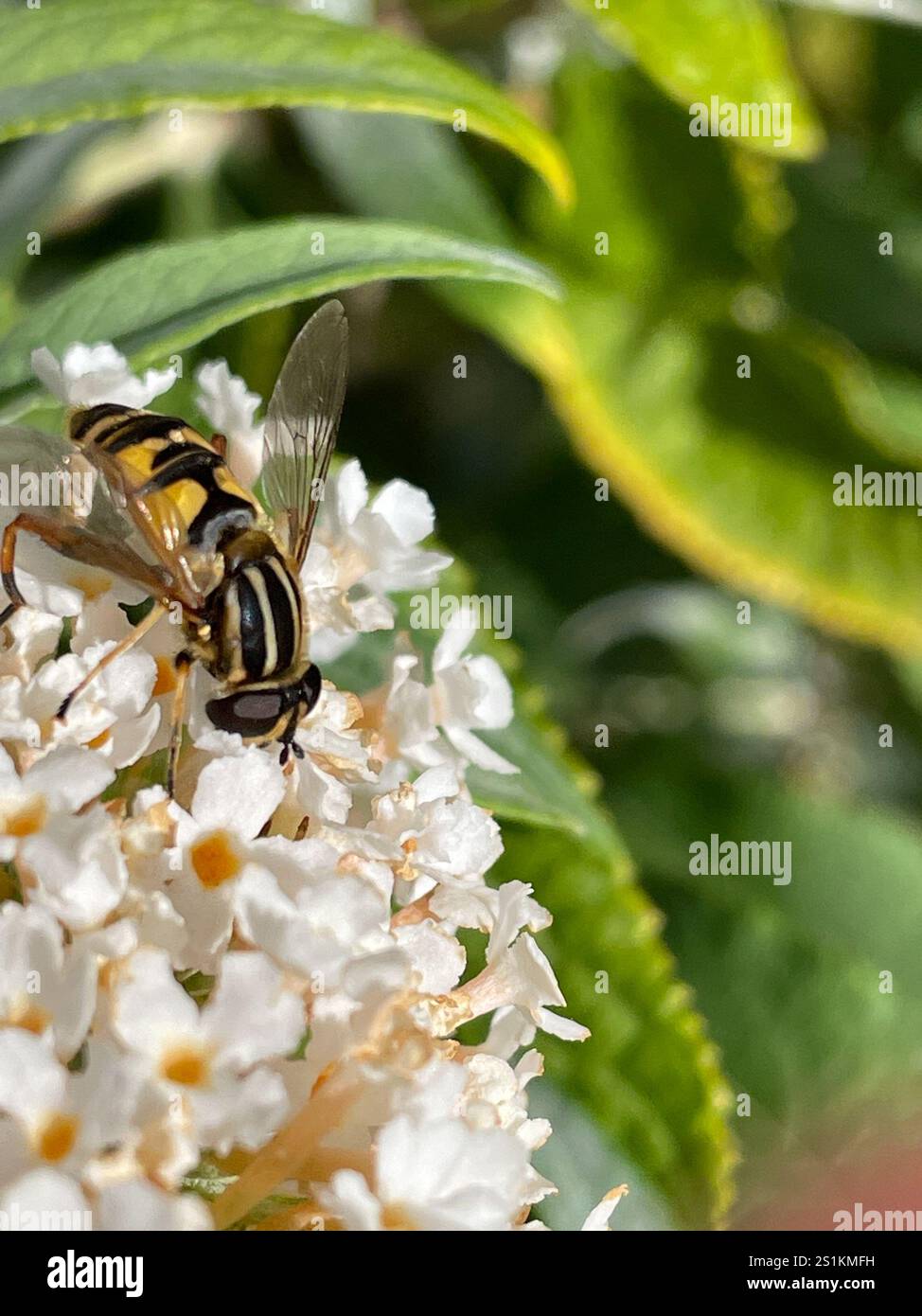 Sun Fly (Helophilus pendulus Stock Photo - Alamy