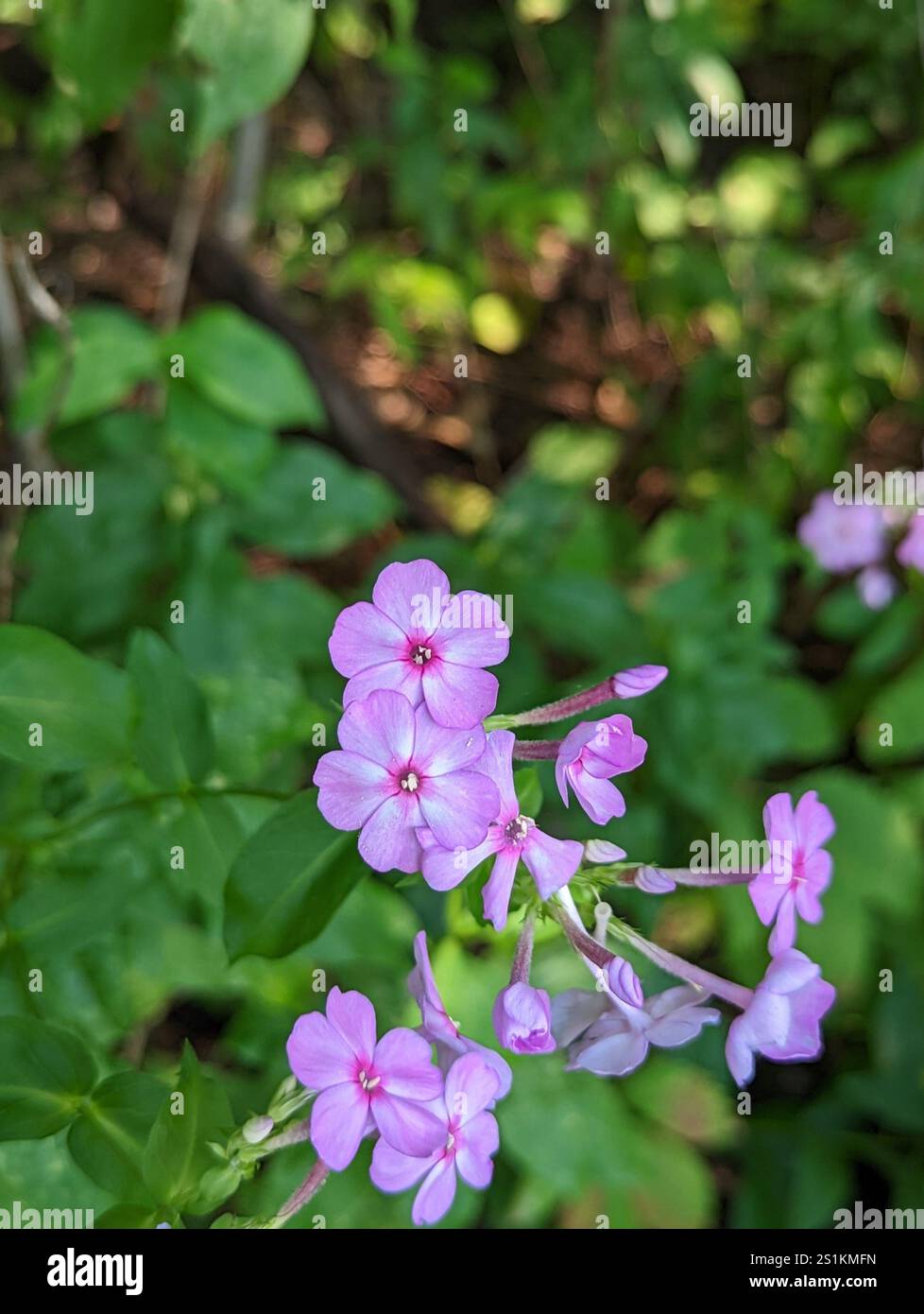 fall phlox (Phlox paniculata Stock Photo - Alamy