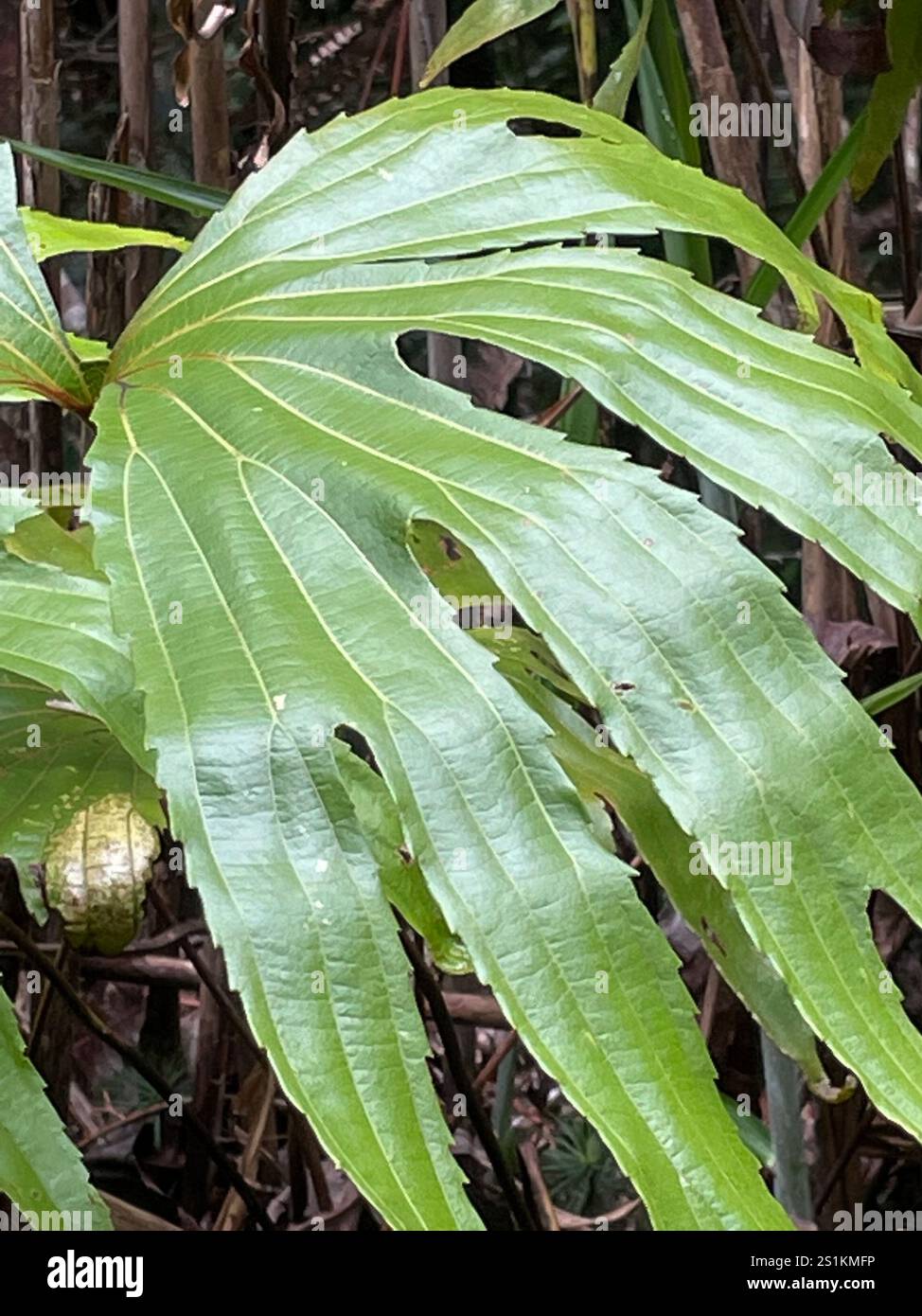 Broad-leaf Fern (Dipteris conjugata Stock Photo - Alamy