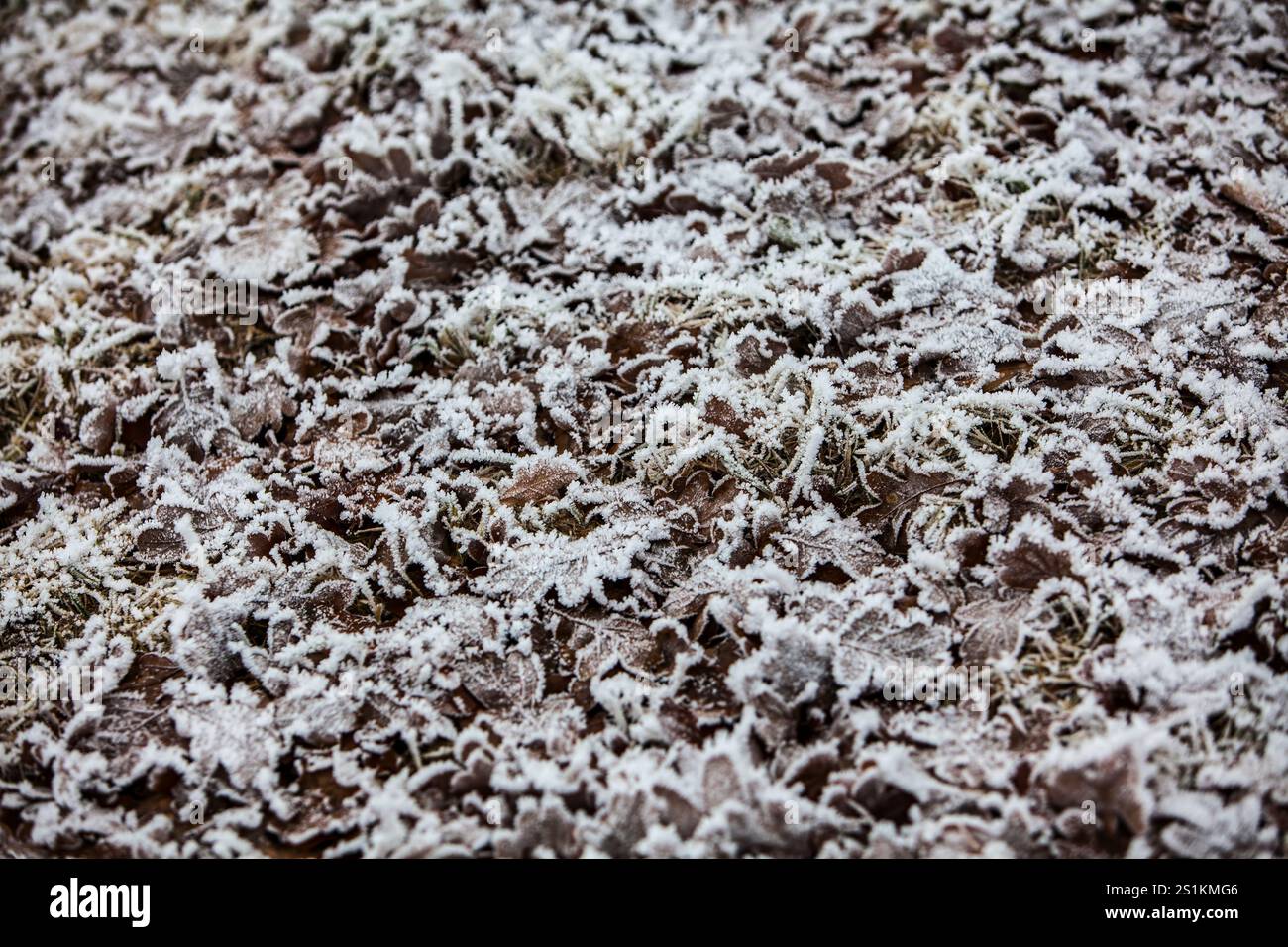 Frozen oak leaves Stock Photo - Alamy
