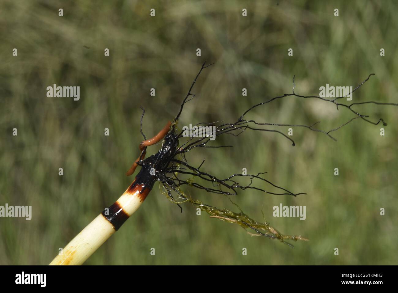 water horsetail (Equisetum fluviatile Stock Photo - Alamy