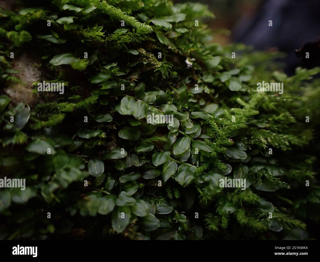 Long-beaked Thyme-moss (Plagiomnium rostratum Stock Photo - Alamy