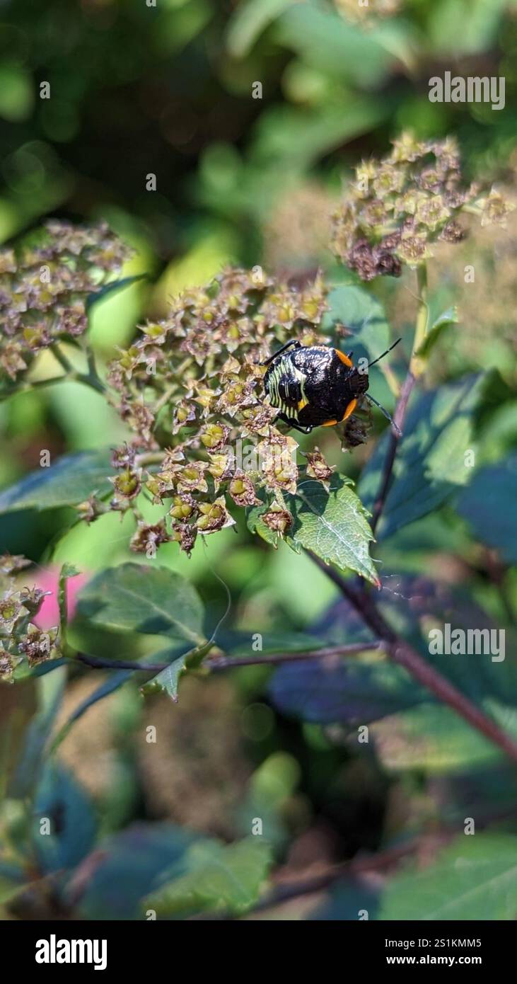 Green Stink Bug (Chinavia hilaris Stock Photo - Alamy